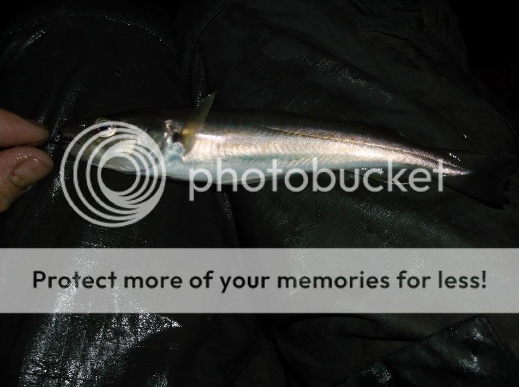 Whiting - LRF (Light Rock Fishing)...A Target Prey! | World Sea Fishing ...